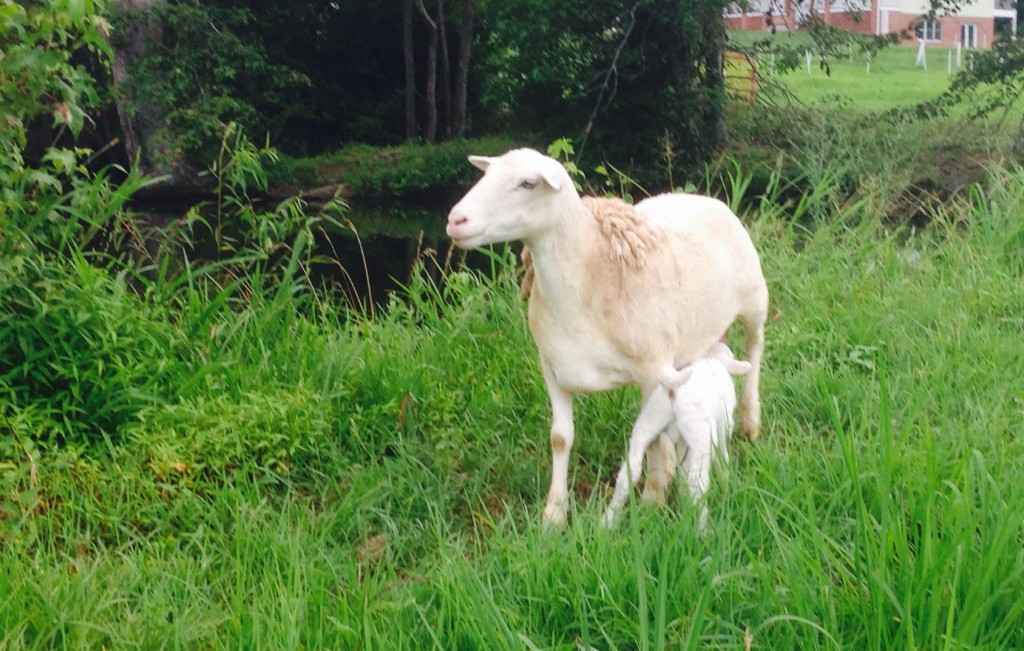 A new lamb! – Dexter Fresh