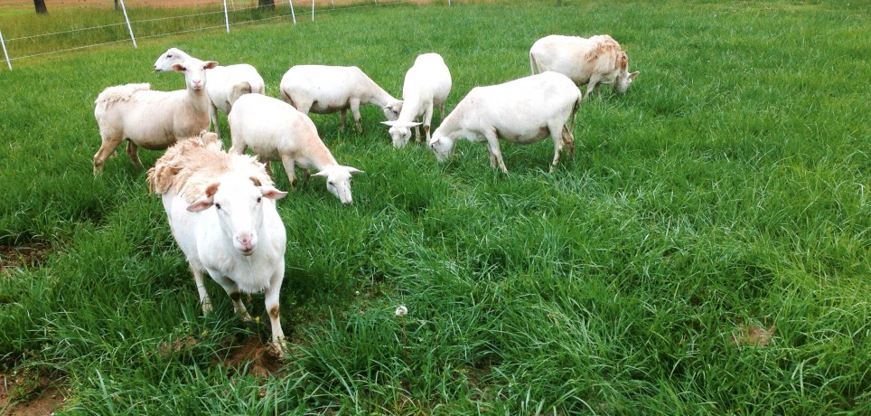 Dexter Fresh – Produce, Beef, Chicken, Pork and Lamb delivered to your door