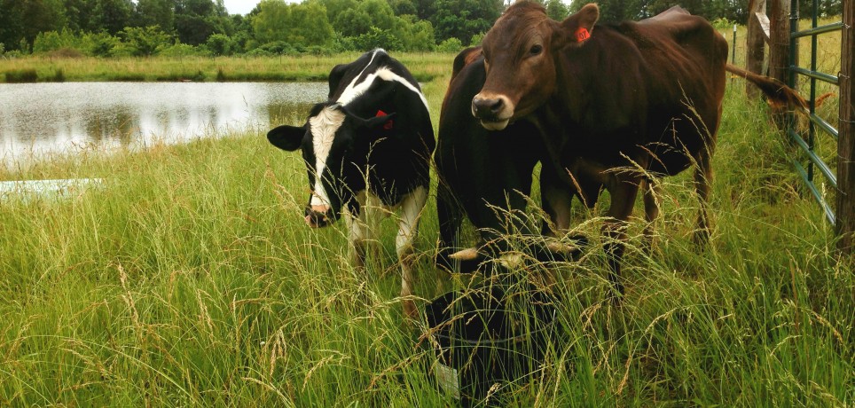 Dexter Fresh – Produce, Beef, Chicken, Pork and Lamb delivered to your door